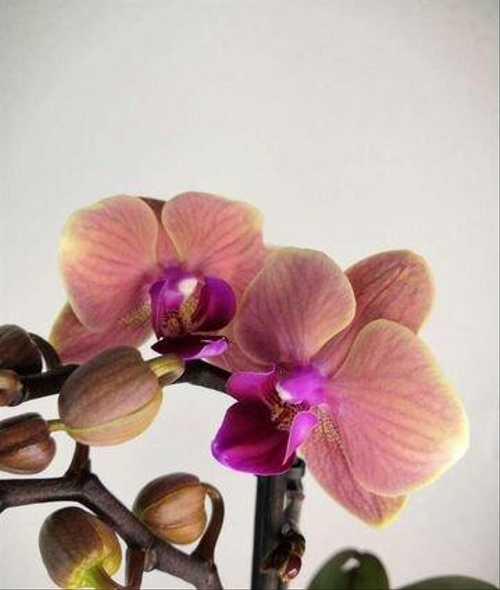 Орхидея мини "Carribean Dream"