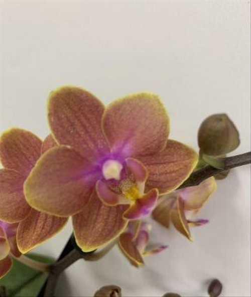 Орхидея фаленопсис дасти бель