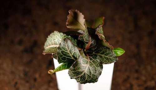 Комнатные домашние растения Euphorbia francoisii