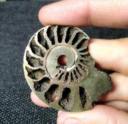 Аммонит, замещённый пиритом