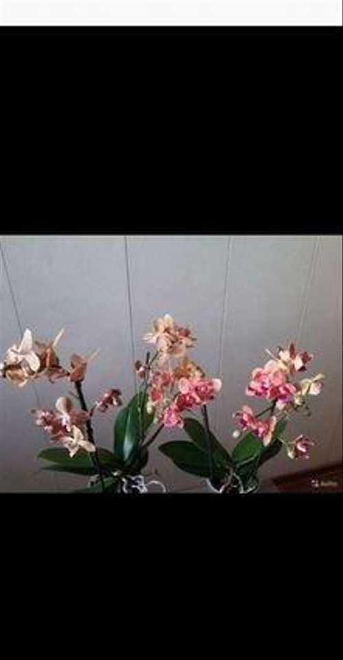 Орхидеи-Деревья Бабочка Paprika, Monaco Бабулетка