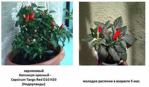 Перец Capsicum Tango Red декоративный карликовый