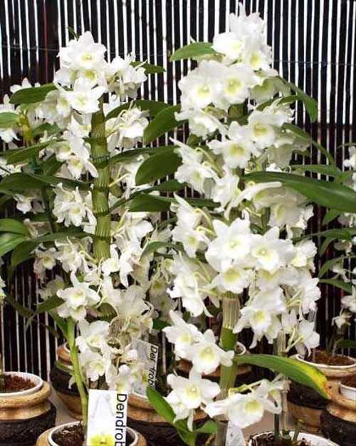 Орхидея дендробиум нобиле белый 2 цветоносца