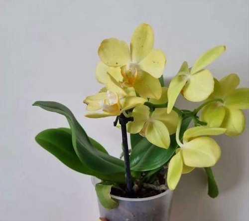 Орхидея фаленопсис Мультифлора