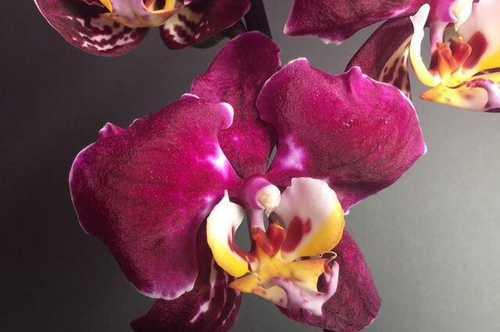 Орхидея с мутацией