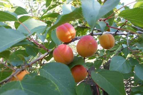 Саженцы абрикоса, сливы, вишни и др