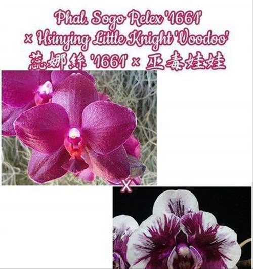 Орхидея Phal. Sogo Relex '1661' x Hsinying Little