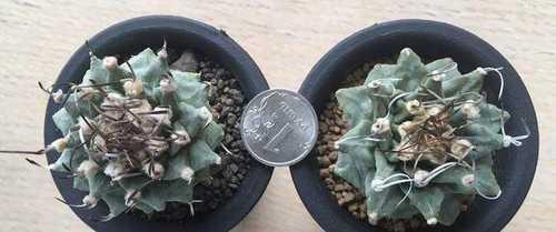 Кактус Turbinicarpus alonsoi