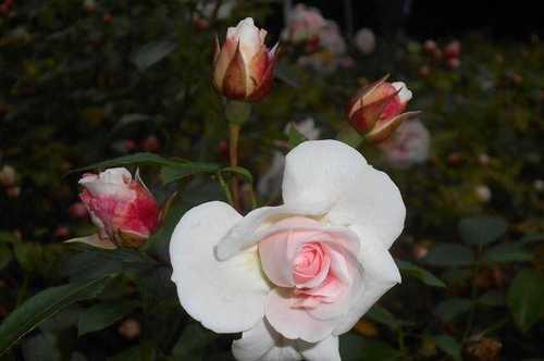 Саженец розы Аспирин - таблетка от уныния и хандры