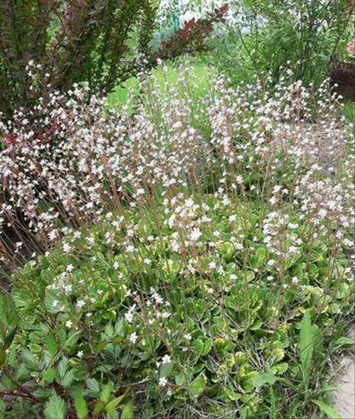 Почвокровник цветущий (многолетник)
