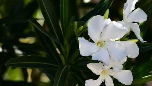 Олеандр обыкновенный (Nerium oleander)