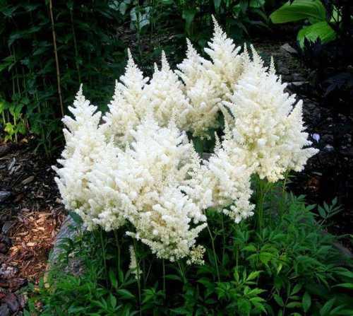 Астильба Арендса Weisse Gloria