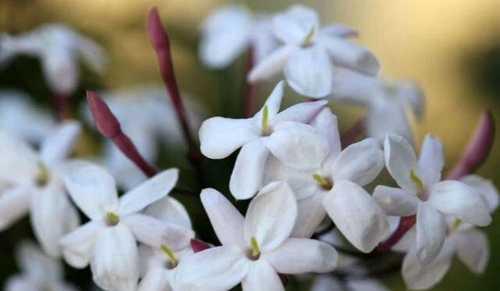 Жасмин многоцветковый или Jasminum polyanthum