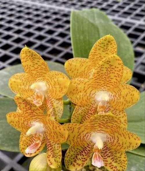 Орхидея Phal. LD Giga King ' M#1