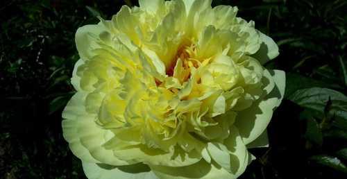 Пион Lemon Chiffon