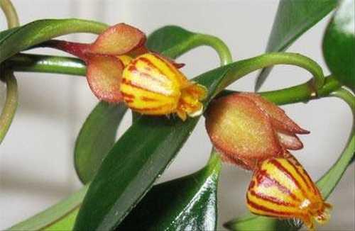 Гипоцирта тигровая,эсхинантус