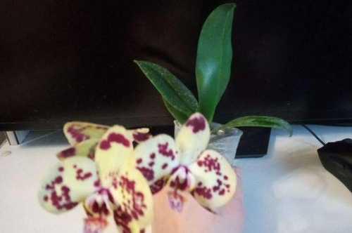 Орхидея так цвела Phal. OX Губка Bob B25 2.5" в н