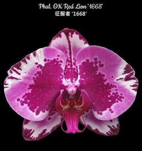 Орхидея Phal. OX Red Lion '1668