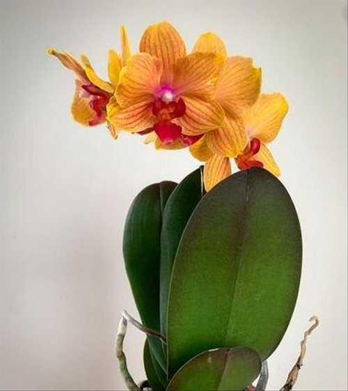 Орхидея фаленопсис аля бабочка