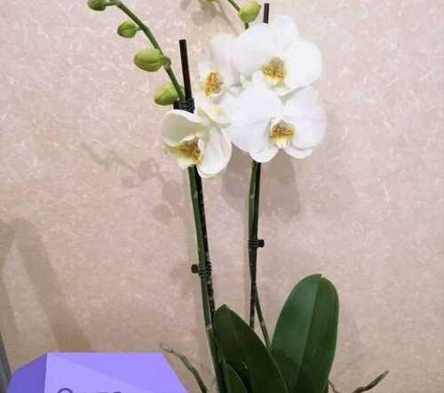 Сого юкидан. Орхидея фаленопсис