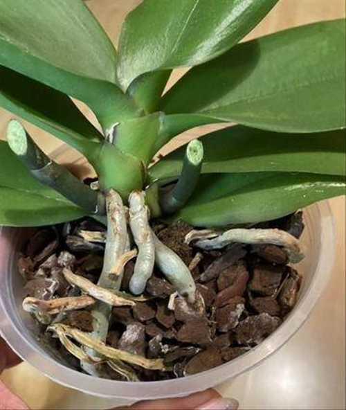 Орхидея фаленопсис реанимашки