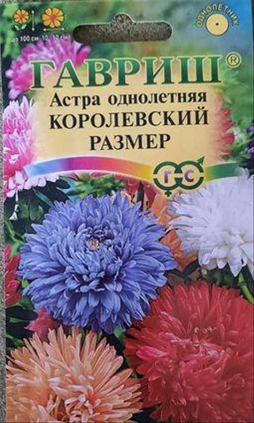 Астра рассада