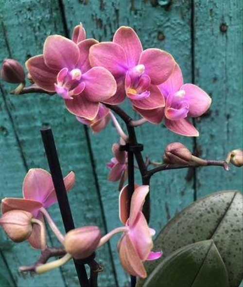 Орхидея Dusty Belle (Дасти Бель)