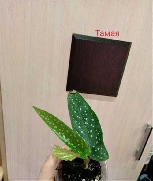 Бегония Тамая