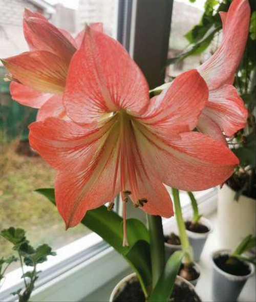 Гиппиаструм детки