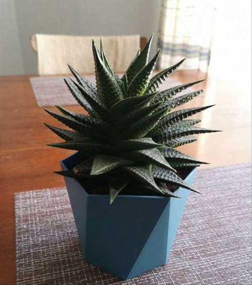 Суккулент Хавортия лимолистная Haworthia limifolia
