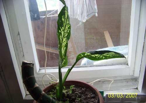 Растение Диффенбахия в горшке