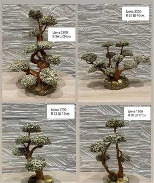 Декоративные деревья цетрарий