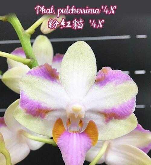 Phal. pulcherrima '4N'