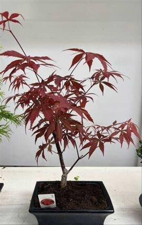 Бонсай клен (Acer palmatum)