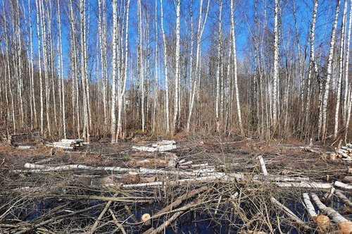 Береза на дрова бесплатно