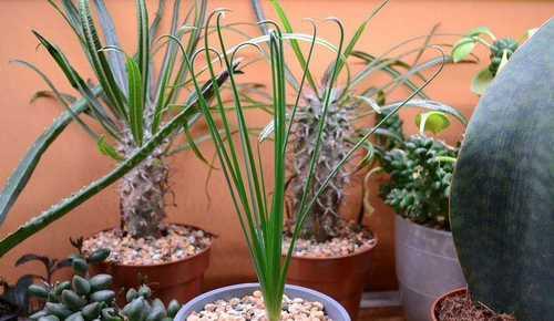 Albuca Spiralis (Альбука Спиральная) (SCT28338)