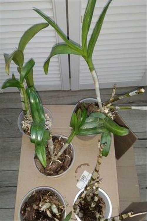 Орхидея дендробиум фаленопсис