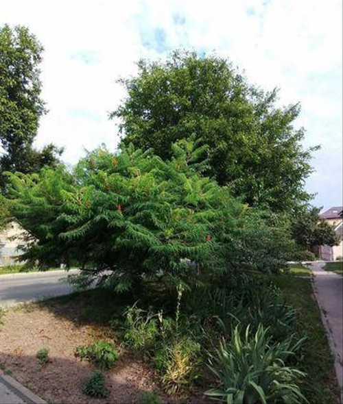 Сумах(уксусное дерево).Красивое дерево+приправа