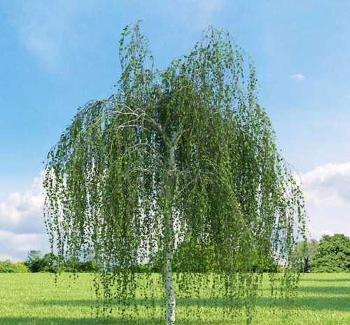 Саженцы Березы повислой Betula Pendula Roth