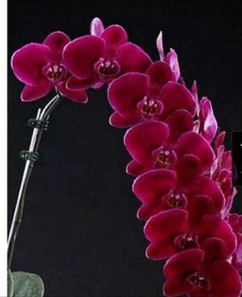 Орхидея Блек фейс