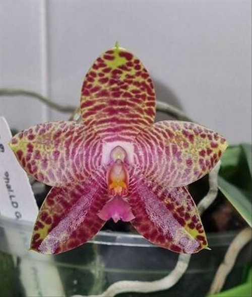 Орхидея Фаленопсис гигантея