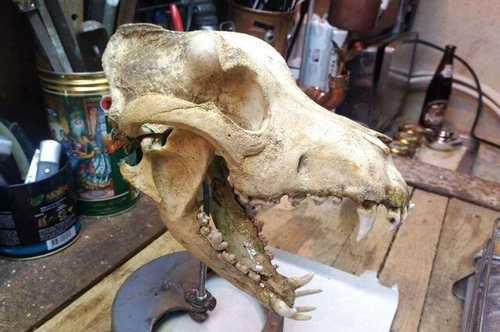 Череп настоящий волк декор кости с статуэтка