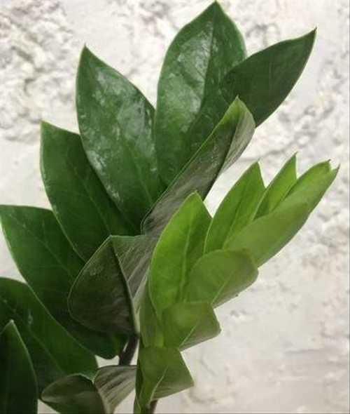 Замиокулкас Zamiifolia