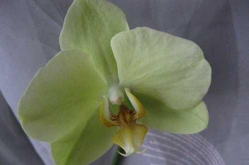 Орхидея фаленопсис желто- салатовая