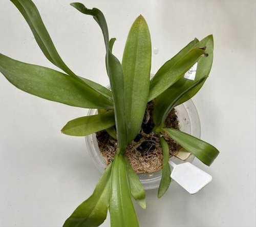 Орхидея Phal. hieroglyphica flava 3шт