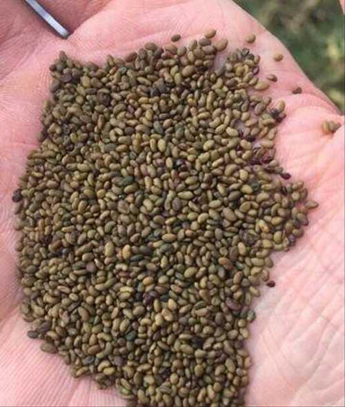 Как выглядит семена люцерны фото