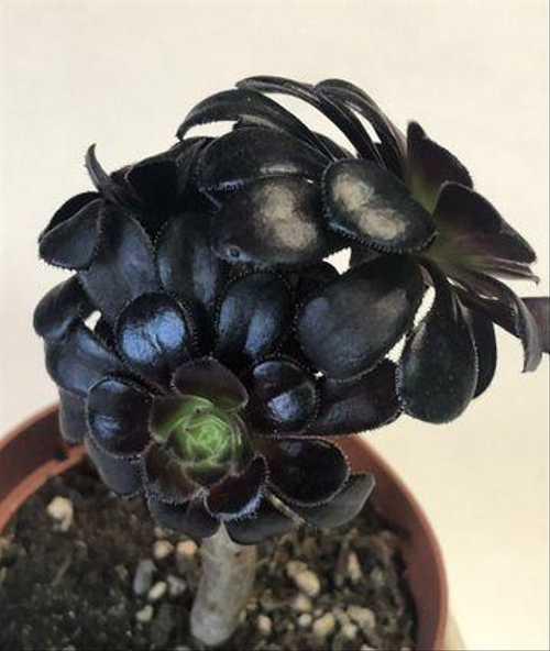 Эониум чёрный Arboreum Black на штамбе