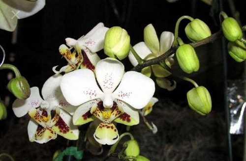 Орхидея фаленопсис Стюартиана Пико Чип