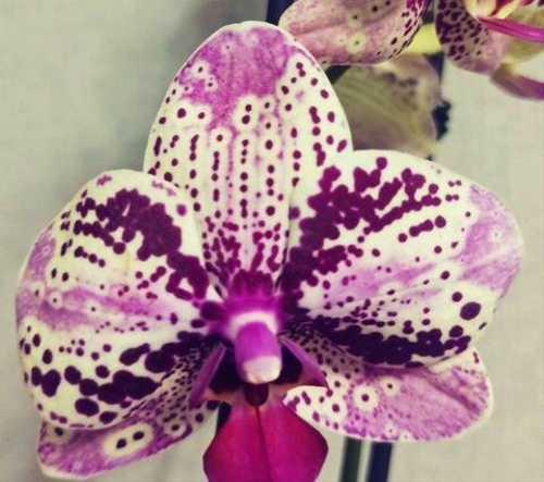 Орхидея фаленопсис Фронтера Frontera