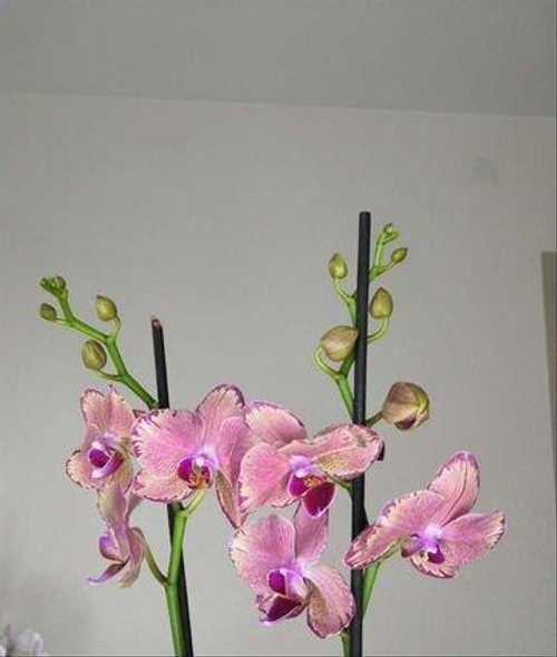 Орхидея фаленопсис Pirate Picotee